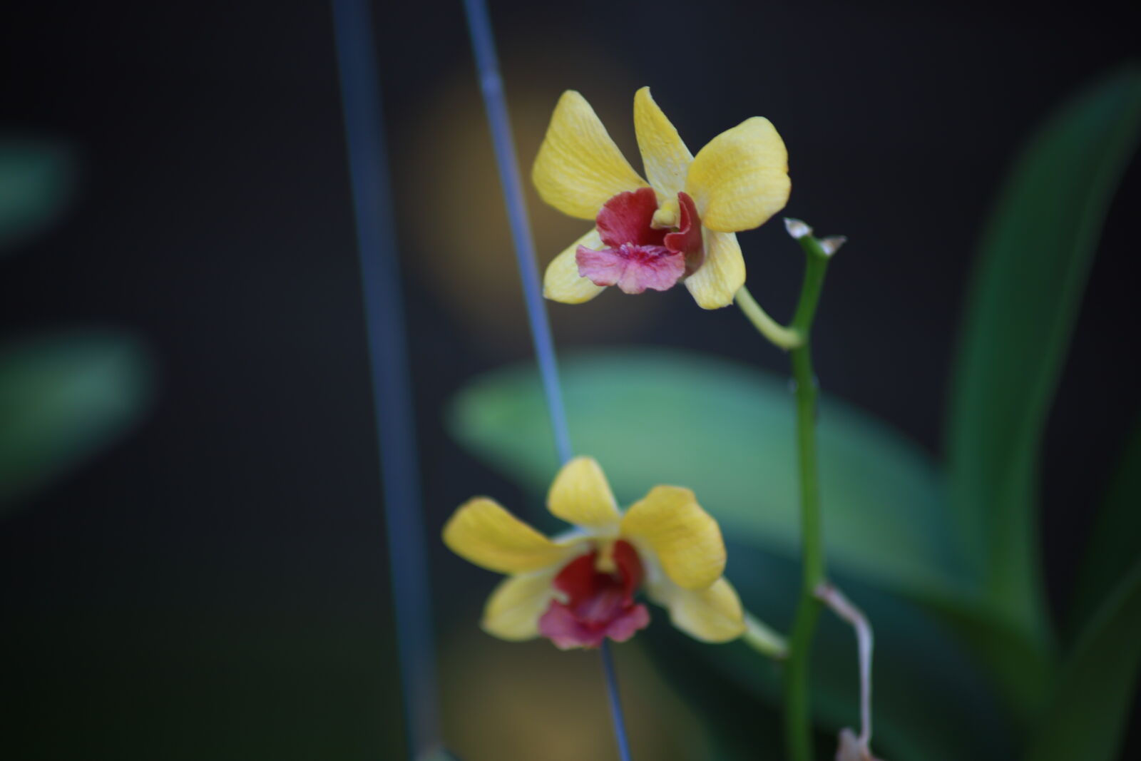 Top 6 Best Cameras For EBay Listing Photos In 2024