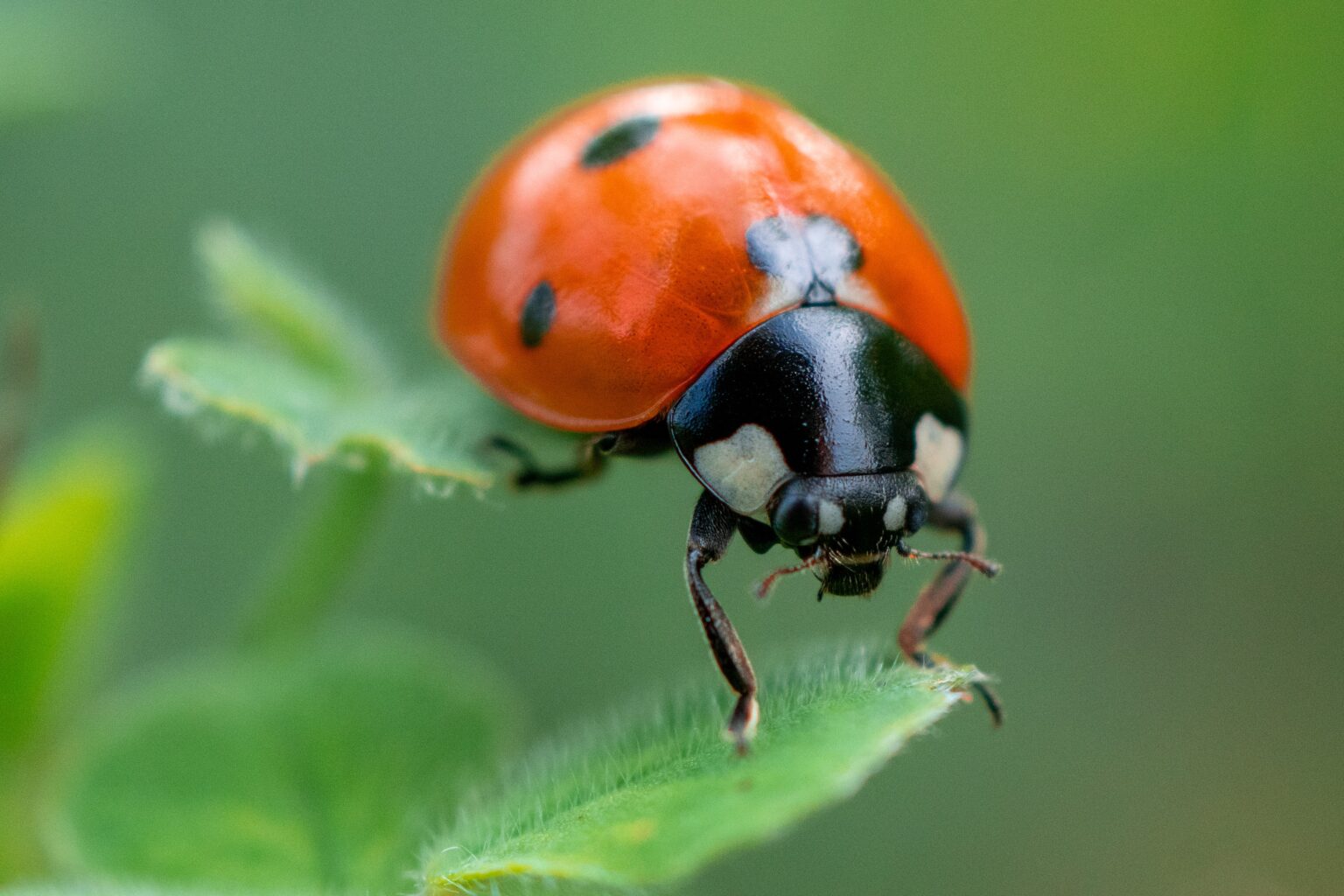 The Smart Choice Micro Vs Macro Photography